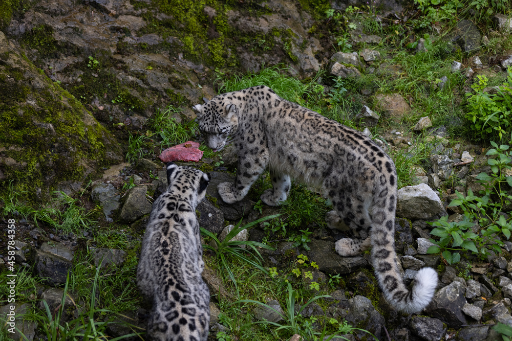Majestic snow leopard eats a big meat and then an other snow leopard, i ...