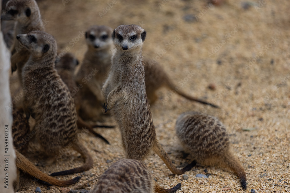 So many cute meerkats at one place. They are running and playing ...