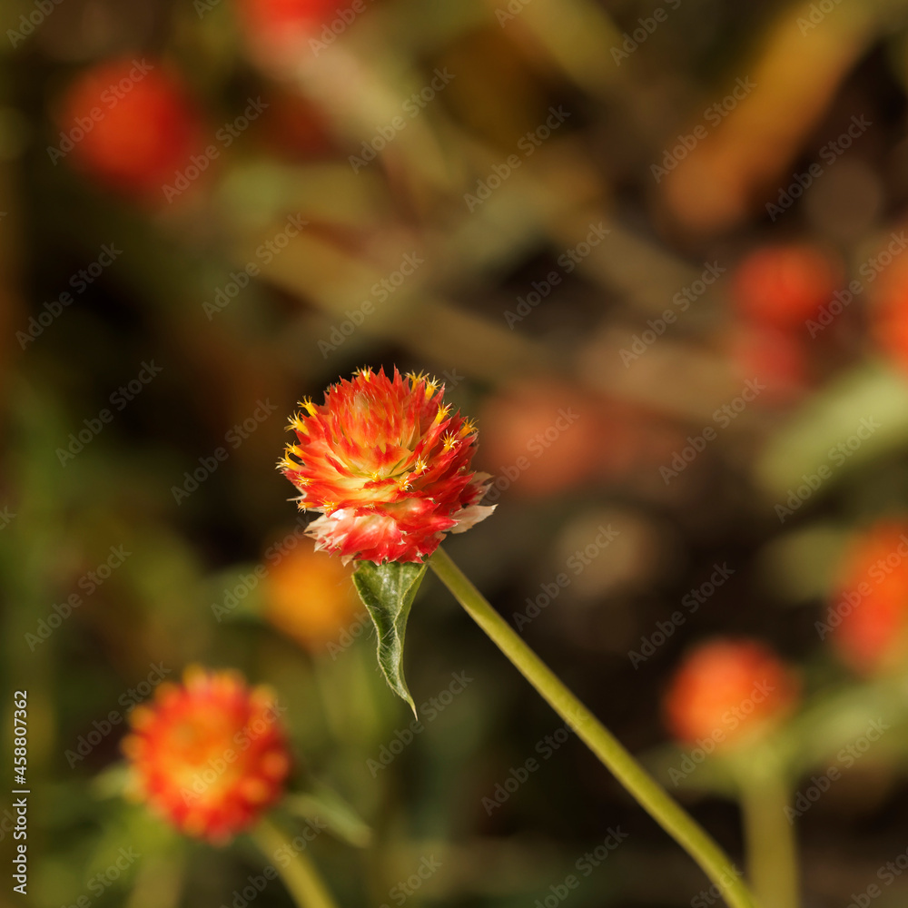 Gros plan sur une fleur d'amaranthine ou gomphréna globuleuse de forme ...