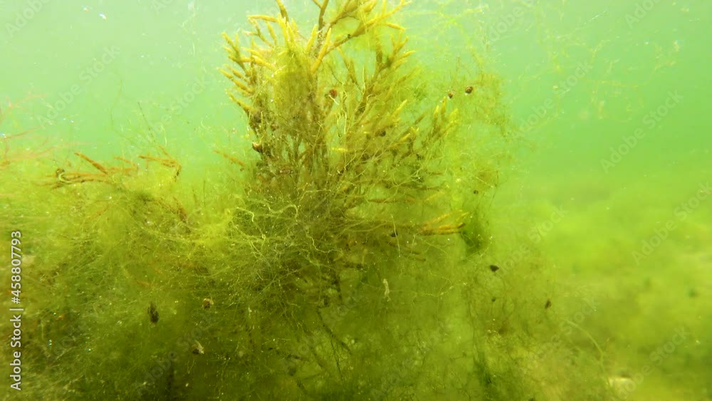 Brown algae macrophytes Cystoseira barbata and other green and red ...