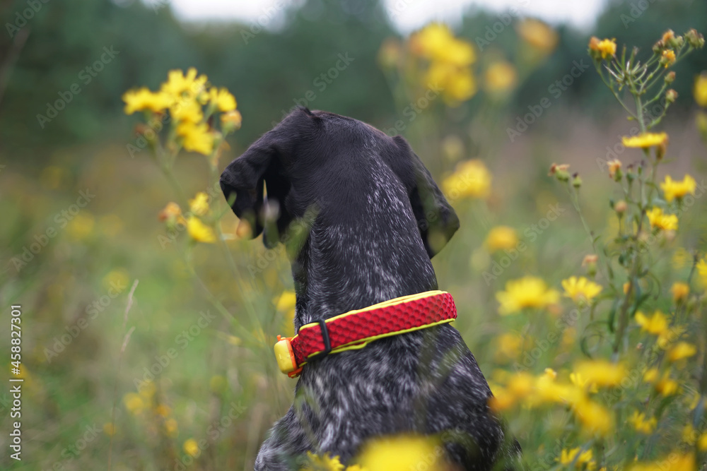 The portrait of a black and white Greyster dog posing outdoors wearing ...