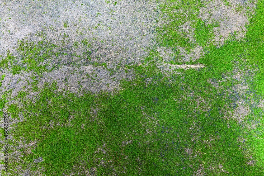 Brown exterior stone floor tiles with moss growing texture and ...