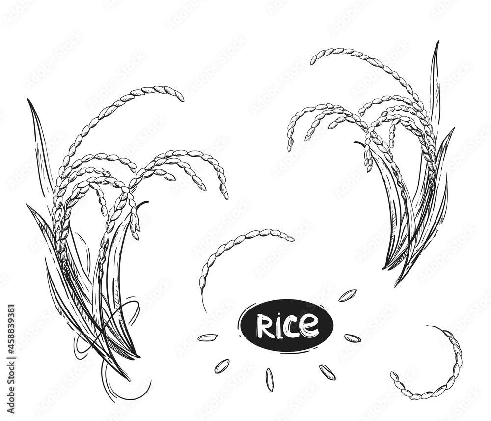 Hand drawn sketch black and white set of rice, grain, seeds, leaf ...