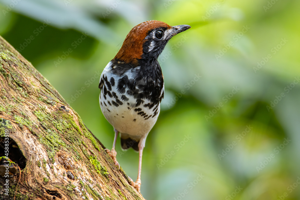 Wildlifd bird of Chestnut-capped Thrush perched in a tree with blur ...