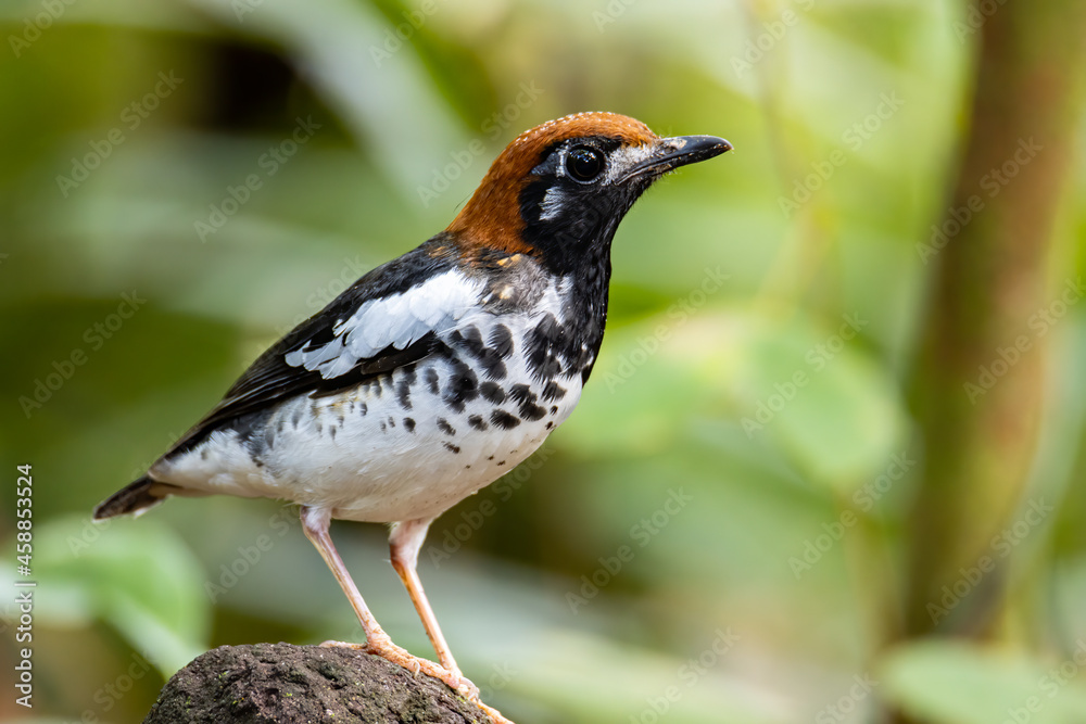 Wildlifd bird of Chestnut-capped Thrush perched in a tree with blur ...