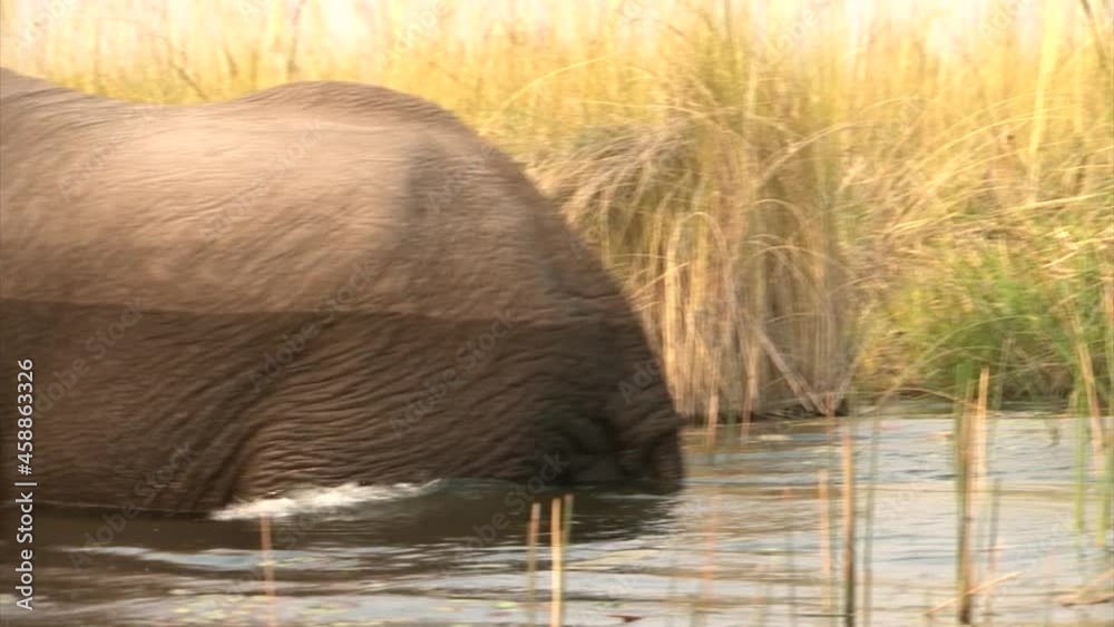 two male African elephants walk through waters, watermarks on bodies ...