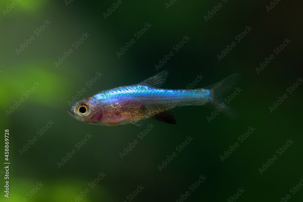 Blue Rasbora - Sundadanio axelrodi Stock Photo | Adobe Stock