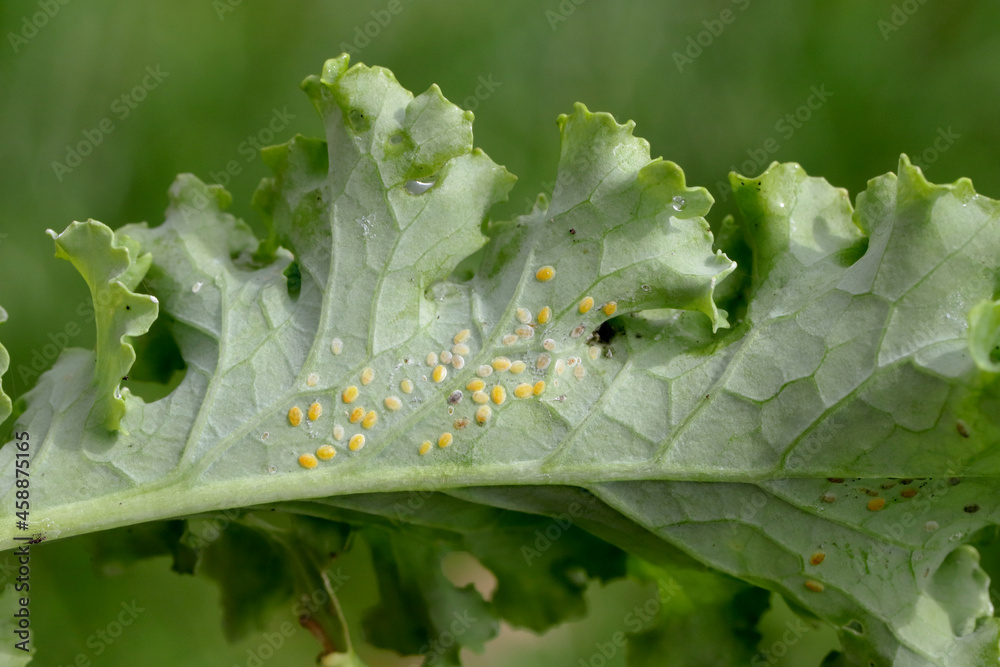 Underside of plants leaves with pest Cabbage Whitefly (Aleyrodes ...