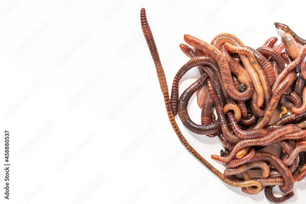 Worms on white background. Breeding worms, fertile soil, fishing worms ...