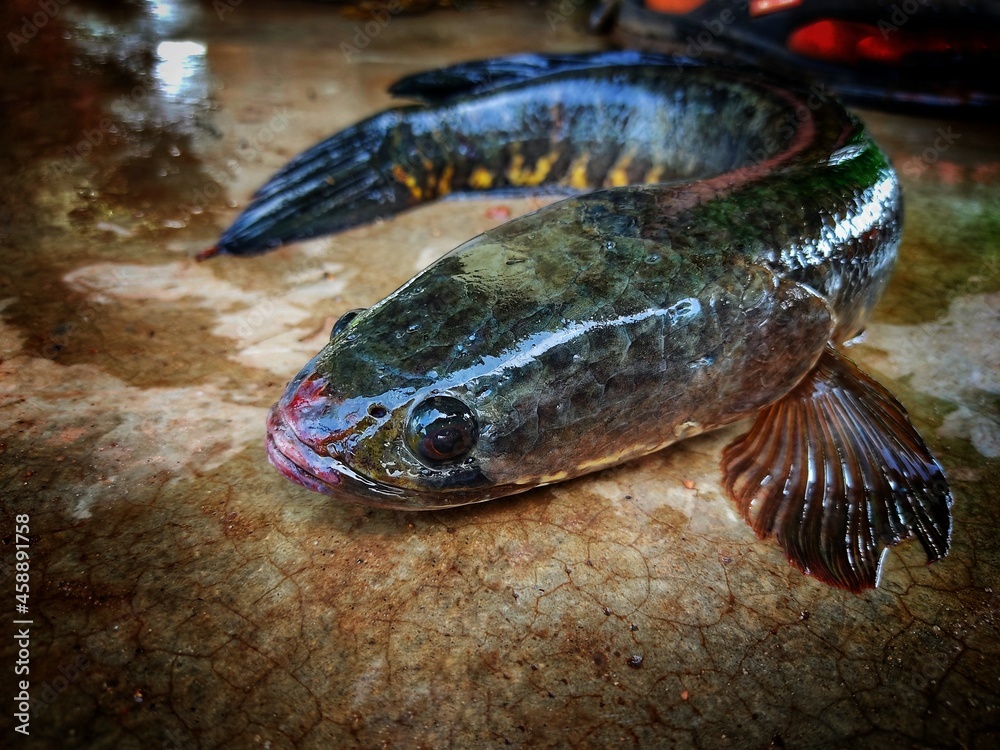 big snakehead murrel fish ilaying on ground in nice blur background ...