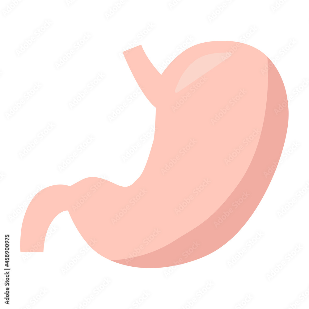 Stomach vector isolated on white background. Anatomy and organs. Stock ...