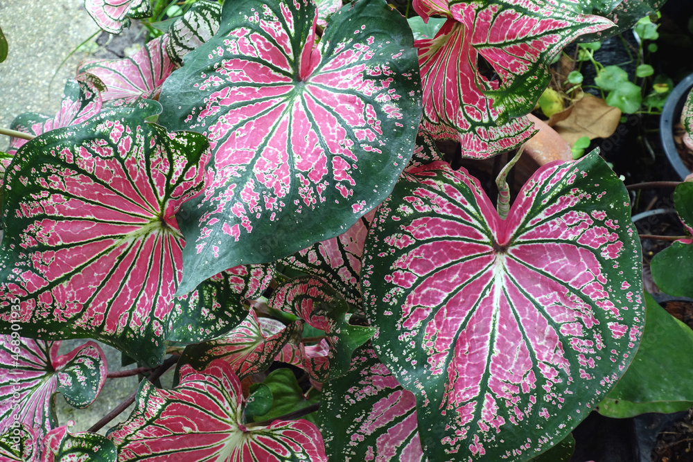 Caladium bicolor with pink leaf and green veins (Florida Sweetheart ...