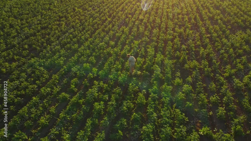 rows of potato plants aerial view, beautiful sunset above potato field ...