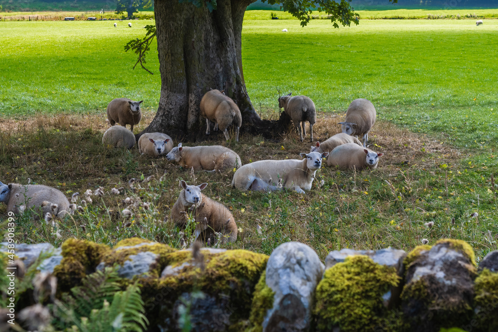 Lambs resting under trees on the South Tyne Trail near Park Village in ...