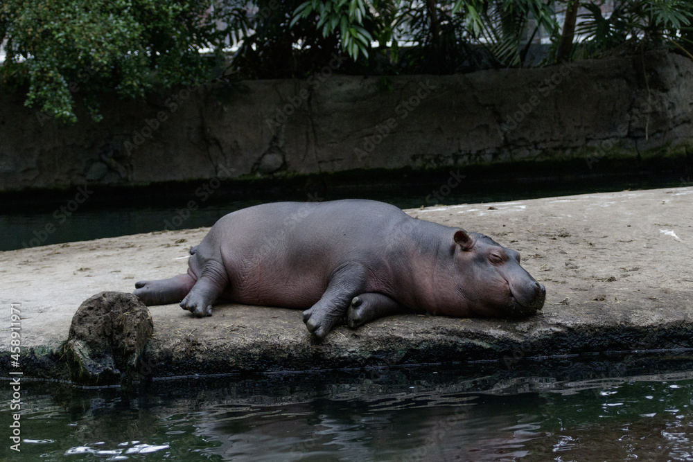 Baby Hippo sleeping at Kopenhagen zoo Stock Photo | Adobe Stock
