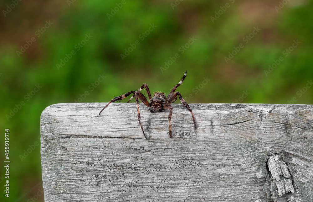Wolf spider close-up. Dangerous spider insect is sitting on a tree ...