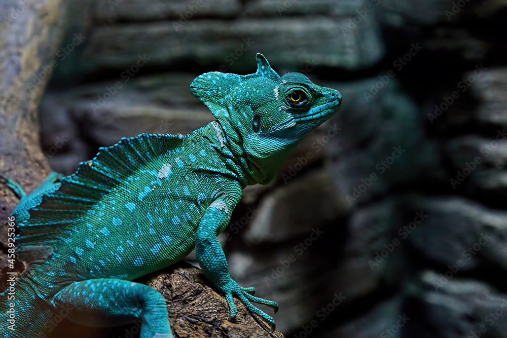 The helmet-bearing basilisk, or the common basilisk (Latin Basiliscus ...