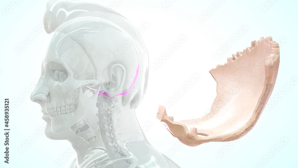 The occipital bone is a cranial dermal bone and the main bone of the ...