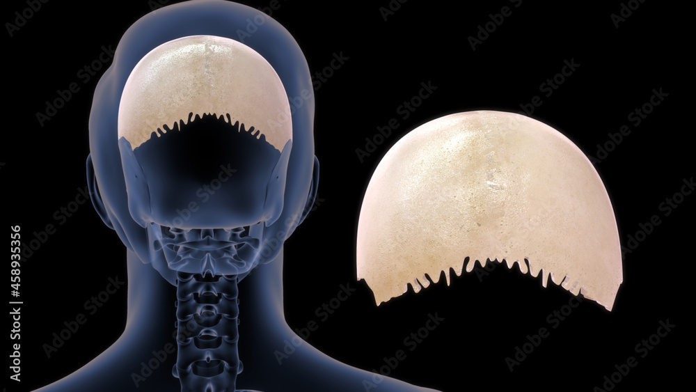 human skull parietal bone anatomy 3d illustration Stock Illustration ...