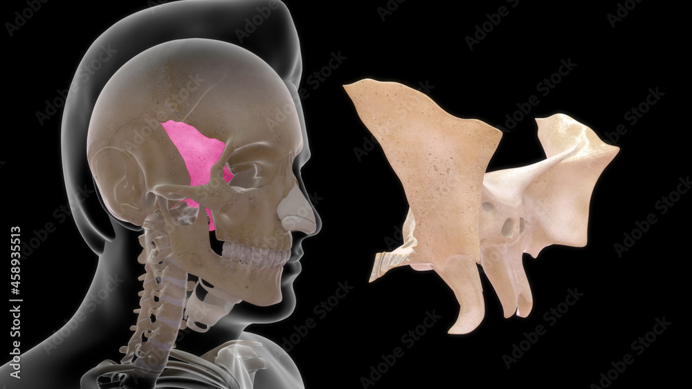 human sphenoid bone anatomy 3d illustration Stock Illustration | Adobe ...