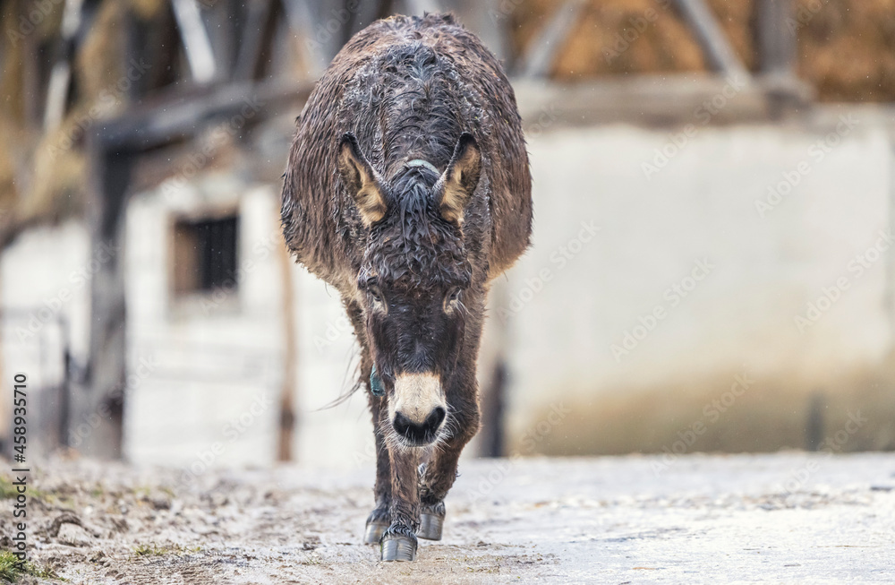 This donkey is a rare sight. Unlike a horse, a donkey can survive ...