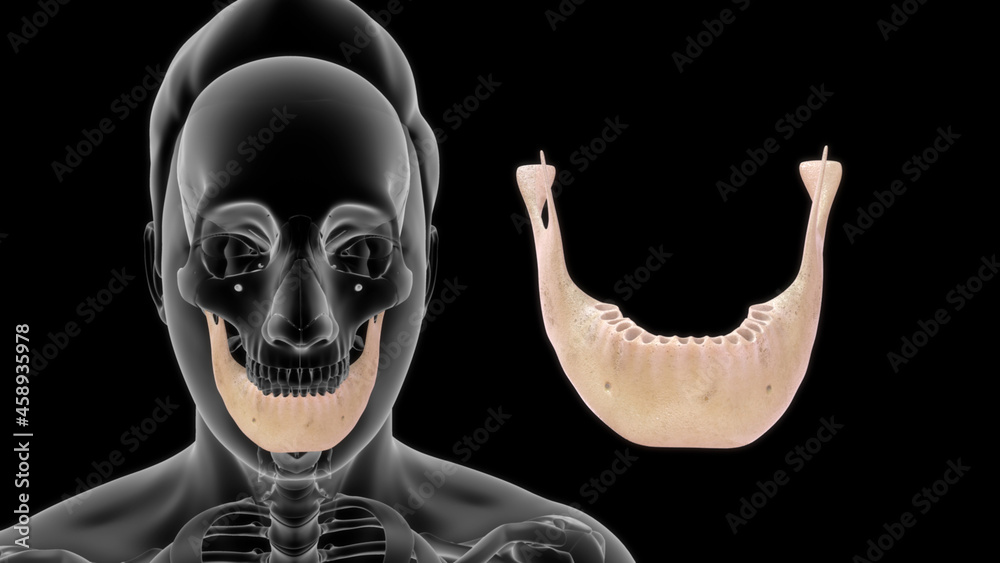 human mandible anatomy 3d illustration Stock Illustration | Adobe Stock