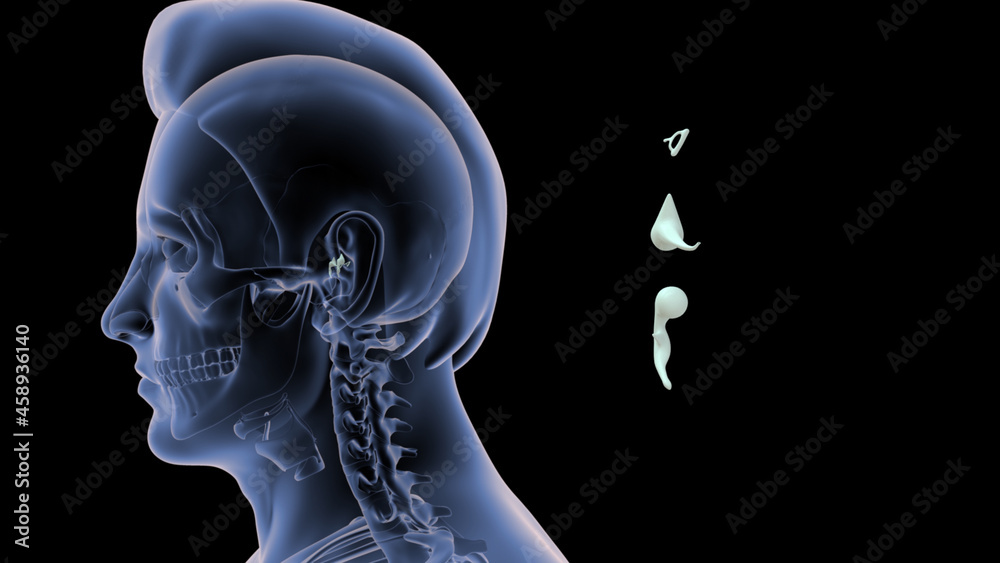human medial wall of middle ear 3d illustration Stock Illustration ...