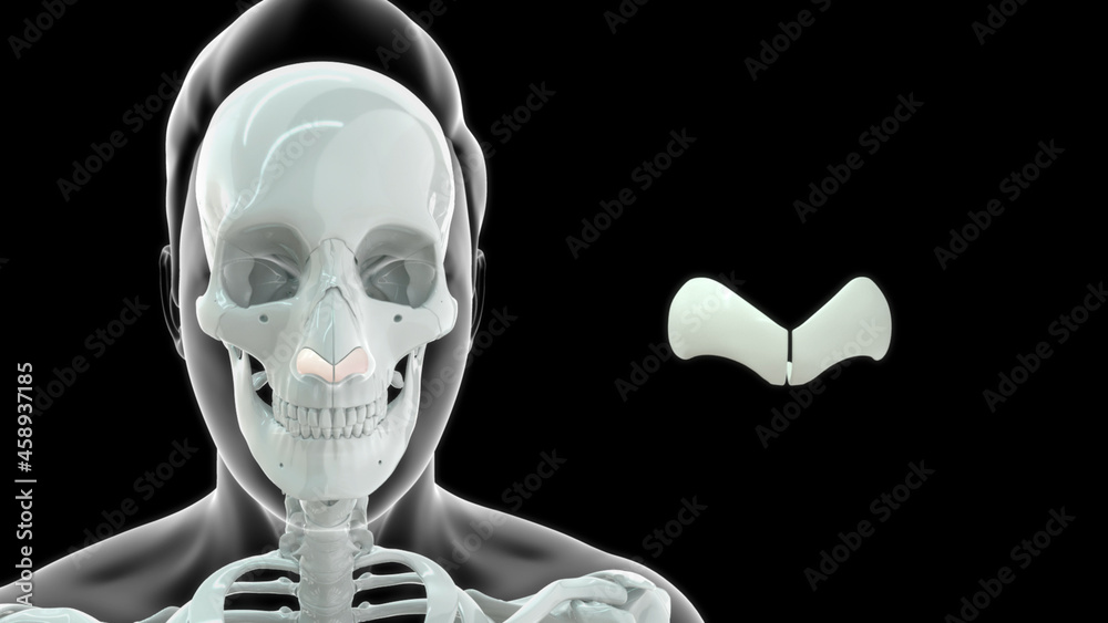 human greater alar cartilage bone anatomy 3d illustration Stock ...