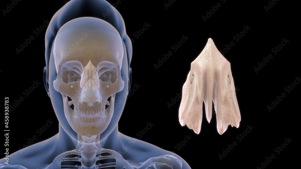 a square bone at the root of the nose, forming part of the cranium, and ...