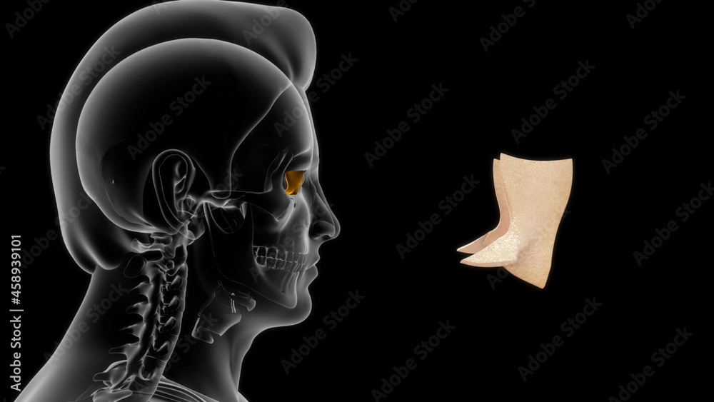 Lacrimal bone-a small bone forming part of the eye socket. ilustração ...