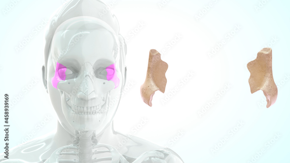 zygomatic bone- the bone that forms the prominent part of the cheek and ...