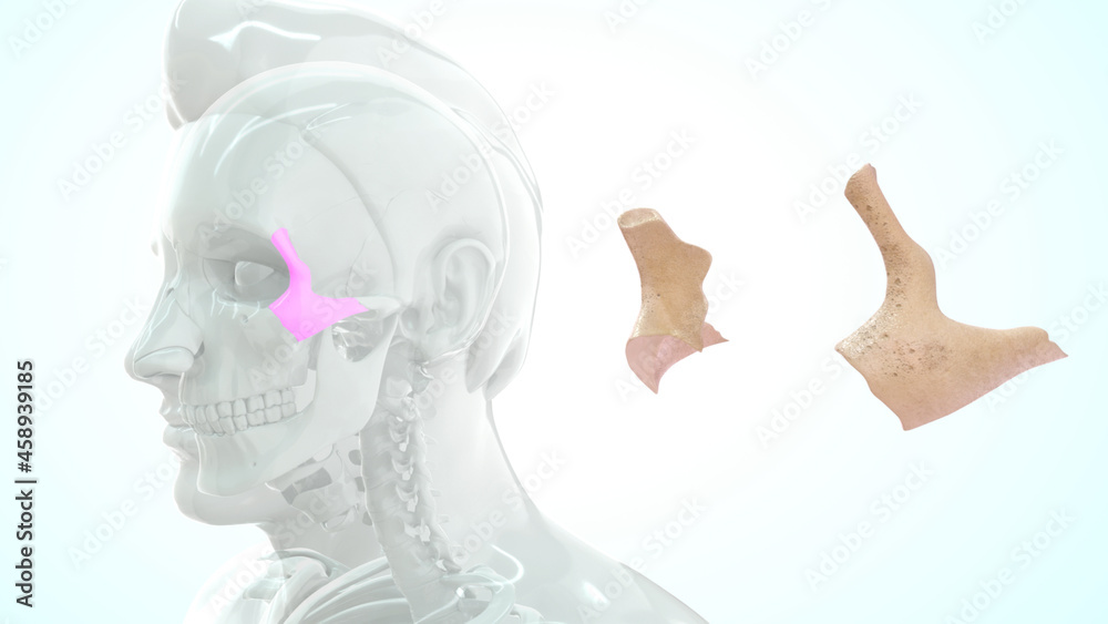 zygomatic bone- the bone that forms the prominent part of the cheek and ...
