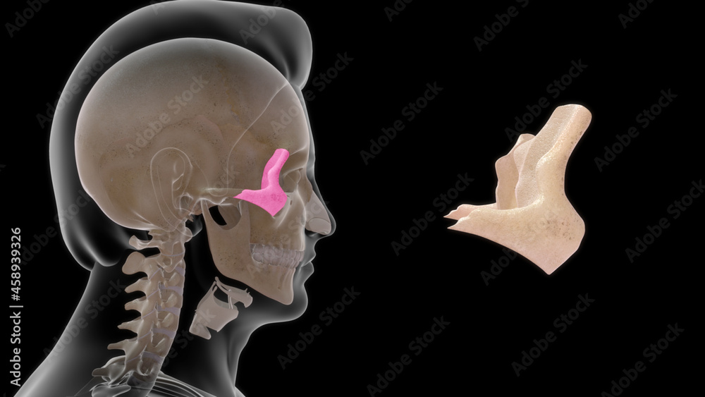 zygomatic bone- the bone that forms the prominent part of the cheek and ...