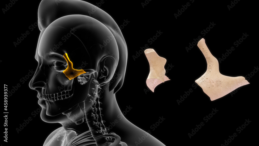 zygomatic bone- the bone that forms the prominent part of the cheek and ...