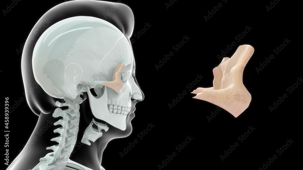 zygomatic bone- the bone that forms the prominent part of the cheek and ...