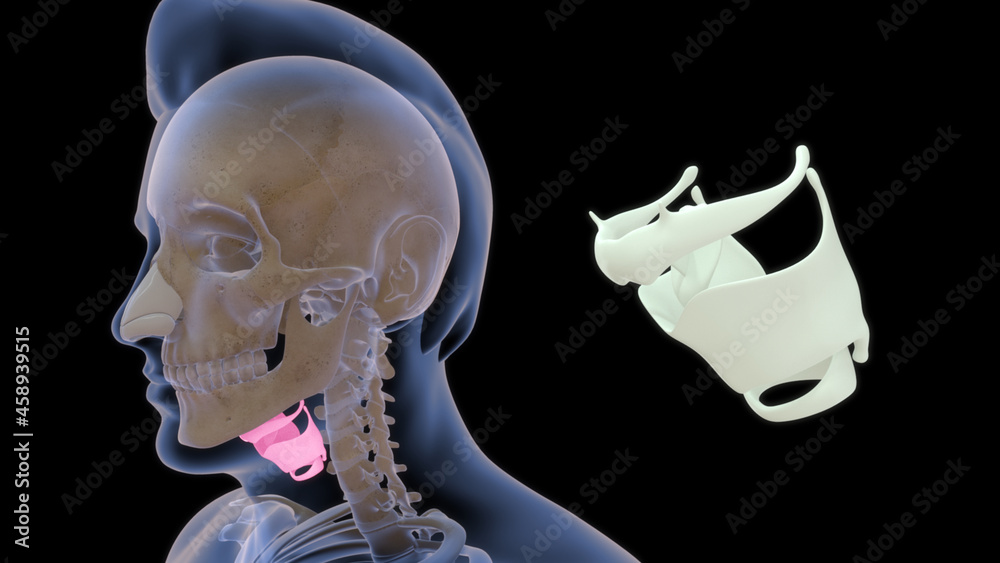 The hyoid bone (hyoid) is a small U-shaped (horseshoe-shaped) solitary ...
