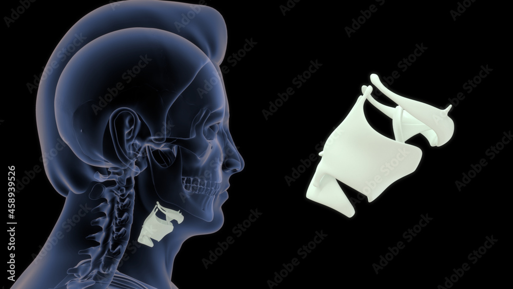 The hyoid bone (hyoid) is a small U-shaped (horseshoe-shaped) solitary ...