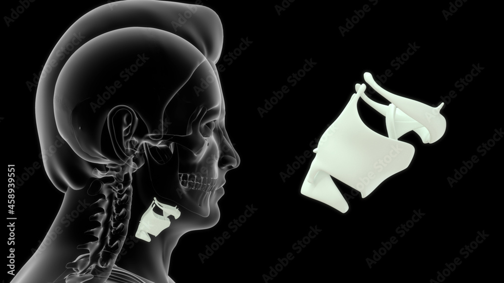 The hyoid bone (hyoid) is a small U-shaped (horseshoe-shaped) solitary ...
