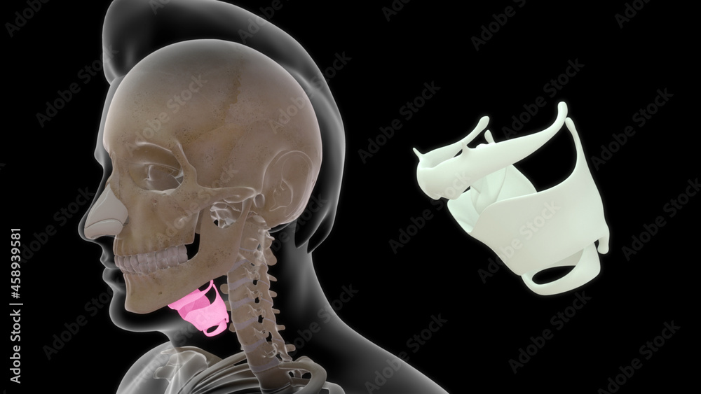 The hyoid bone (hyoid) is a small U-shaped (horseshoe-shaped) solitary ...