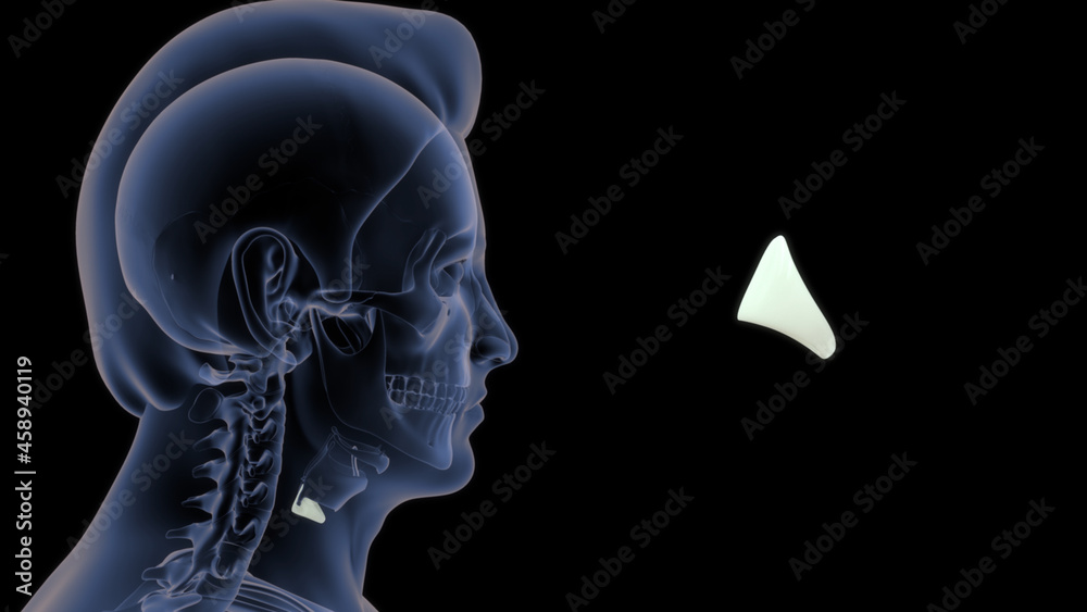 cricoid cartilage is to provide attachments for the cricothyroid muscle ...