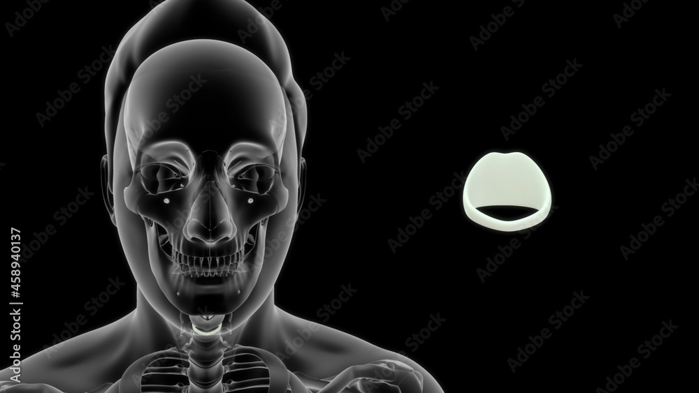 cricoid cartilage is to provide attachments for the cricothyroid muscle ...