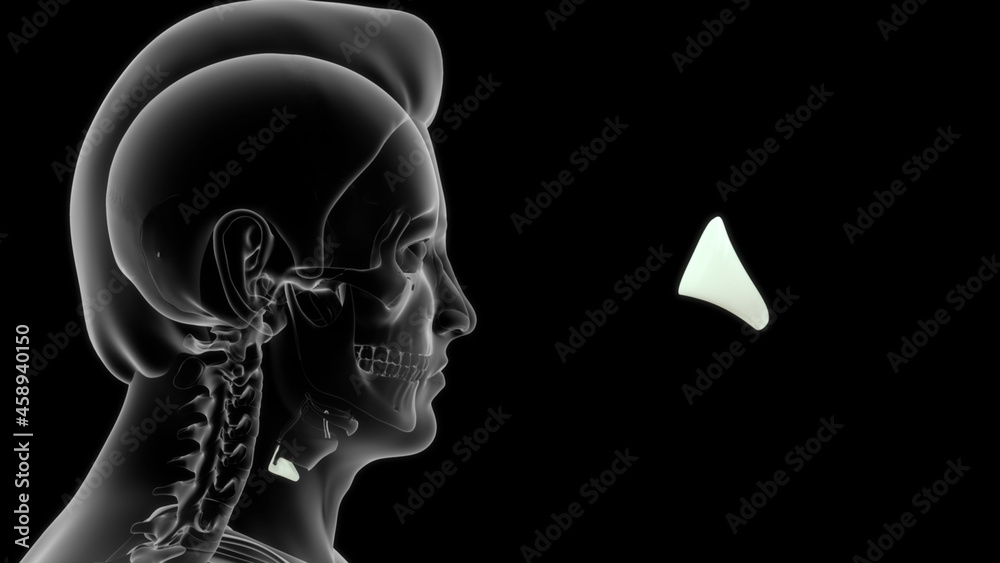 cricoid cartilage is to provide attachments for the cricothyroid muscle ...