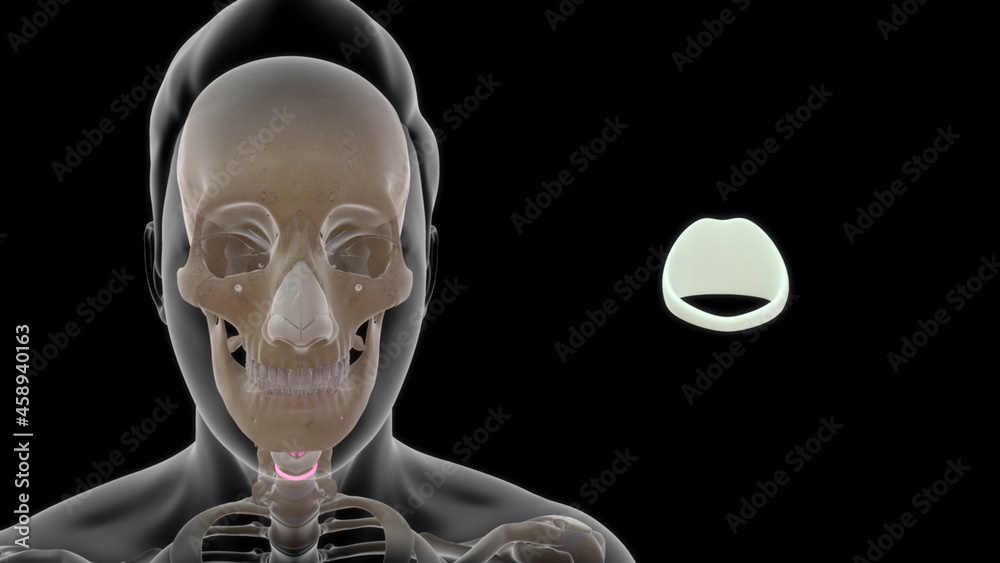 cricoid cartilage is to provide attachments for the cricothyroid muscle ...