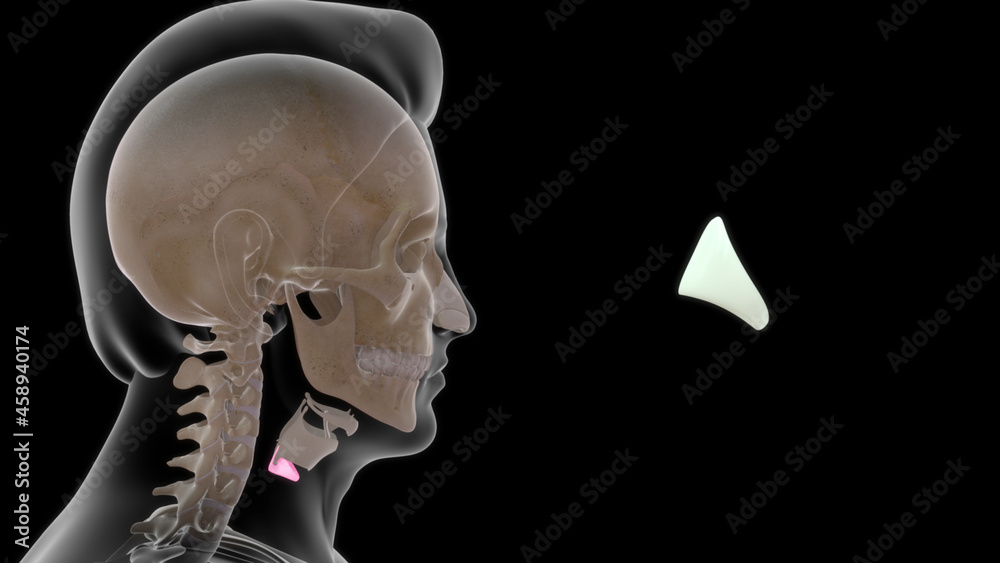 cricoid cartilage is to provide attachments for the cricothyroid muscle ...