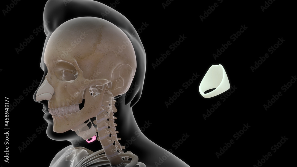 cricoid cartilage is to provide attachments for the cricothyroid muscle ...