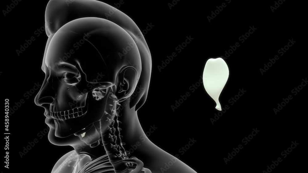 Epiglottis is flap of cartilage located in the throat behind the tongue ...