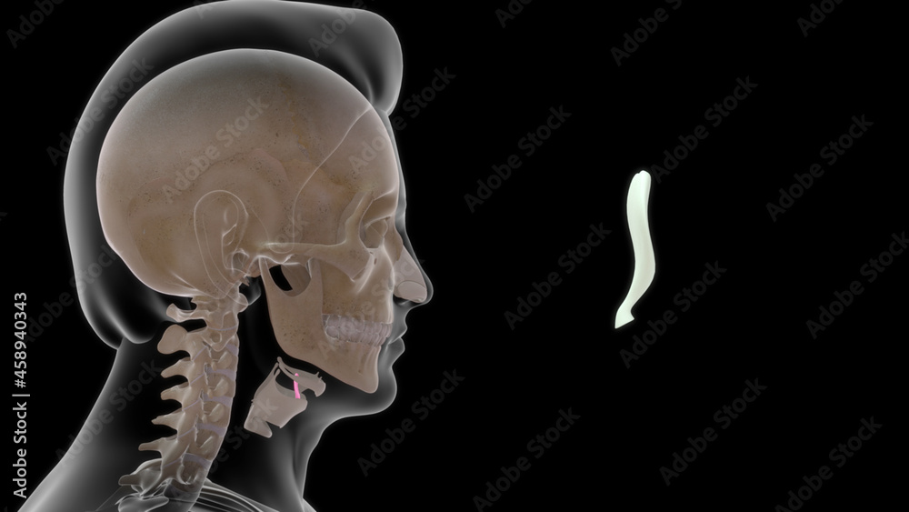Epiglottis is flap of cartilage located in the throat behind the tongue ...