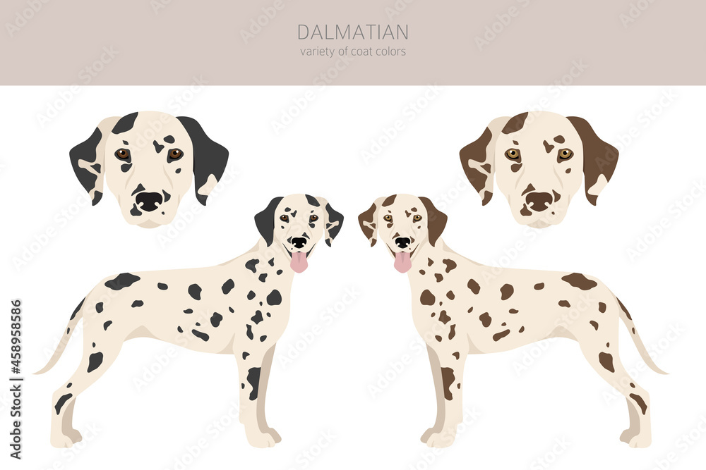 Dalmatian dogs clipart. Different poses, coat colors set Stock Vector ...