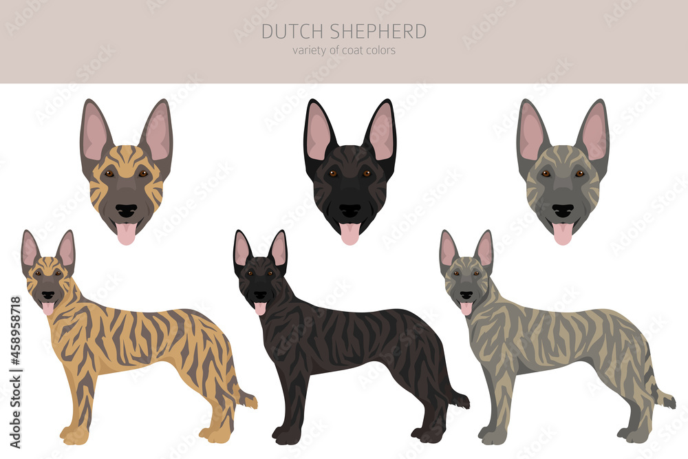 Dutch shepherd clipart. Different poses, coat colors set Stock Vector ...