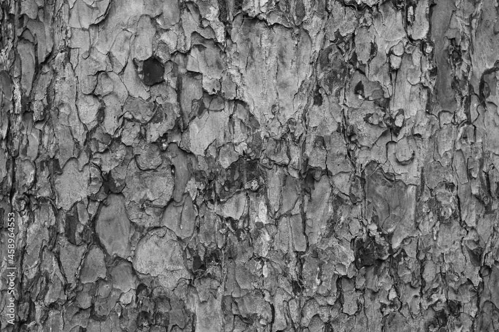 TEXTURA RUGOSA. Stock Photo | Adobe Stock